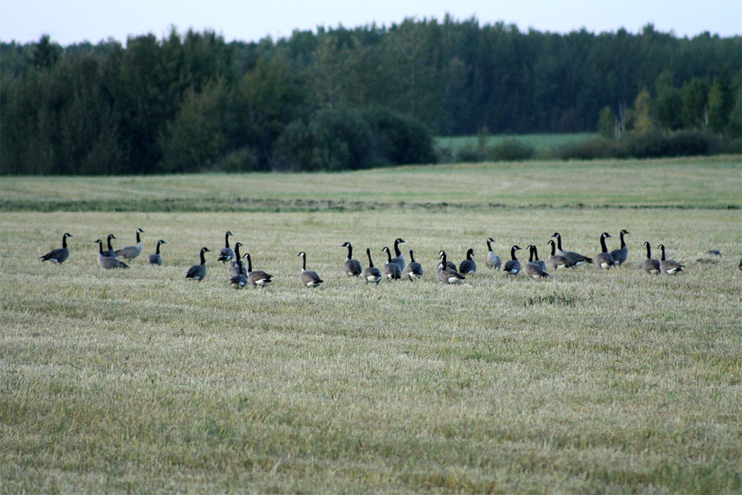 Alberta Goose Outfitters - Waterfowl Hunting & Guiding